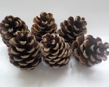 Unique pine cone decor related items | Etsy