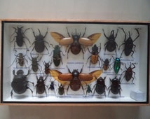 Popular items for beetles bugs on Etsy