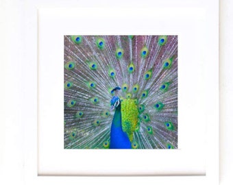 Peacock frame | Etsy