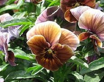 flower seeds by YouMakeMeSmileSeeds on Etsy