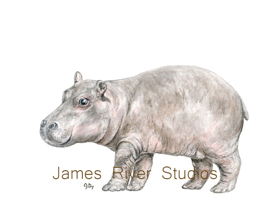 Hippo Art Hippo Painting Hippo Print Hippo Watercolor Painting