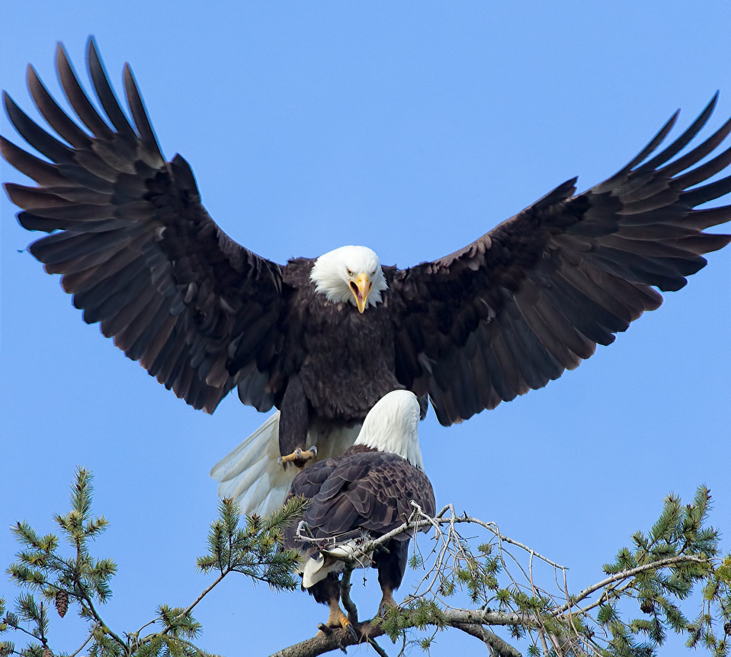 Bald Eagles Mating 2