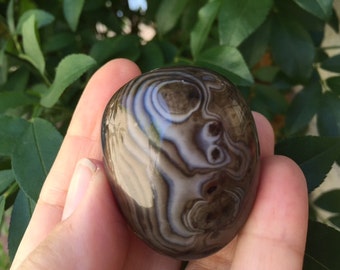 Unique madagascar palm related items | Etsy