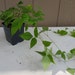 Climbing Shell Vine Vigna Caracalla Corkscrew by PetricksPlants