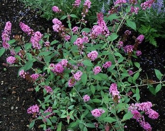 Butterfly bush | Etsy
