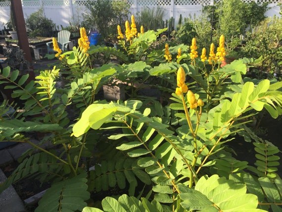 Candlestick Cassia Senna alata Medicinal Seed Packs