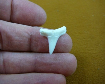 Lemon shark tooth | Etsy