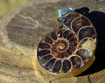 Unique ammonite shell related items | Etsy