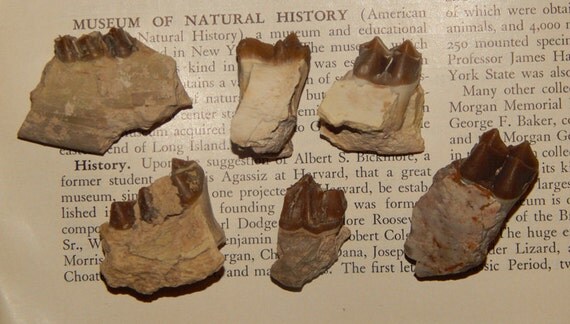 Genuine TOOTH FOSSIL Oreodont Teeth & Jaw Fragment Fossil