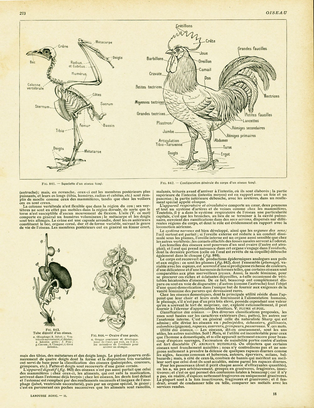 1922 Antique Bird Anatomy. Vintage Hen Skeleton by sofrenchvintage