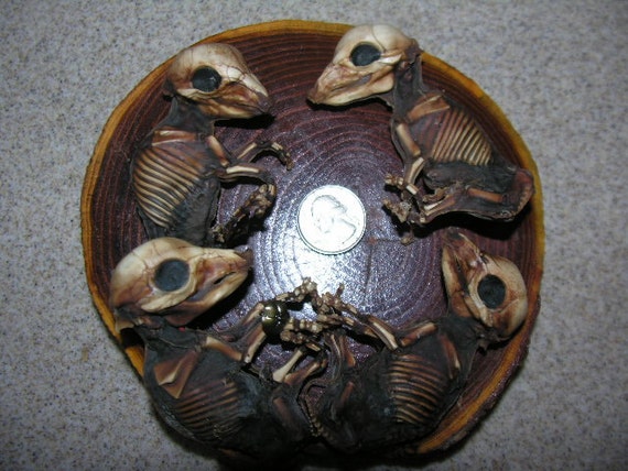 The Fantastic Four Mummified/ Preserved/ Dried Fetal by FarrowsWay