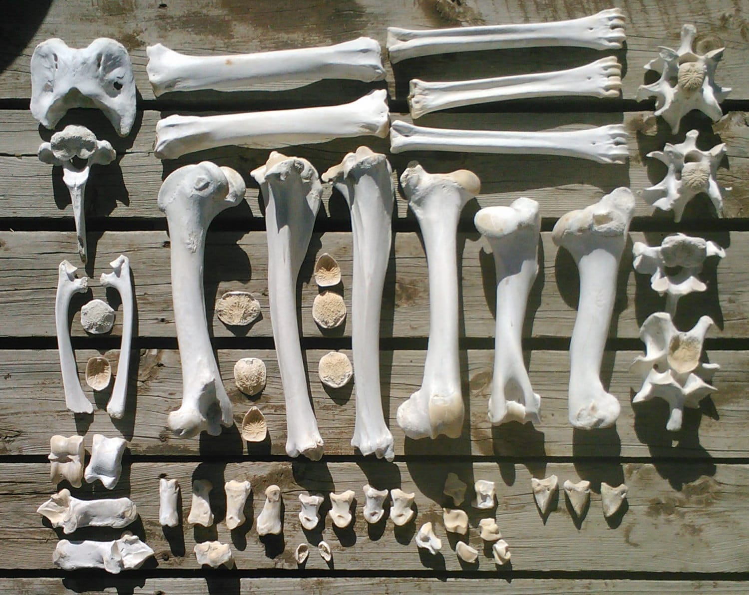 Wild Amimal Bones by the POUND Cleaned/Sanitized Boiled for