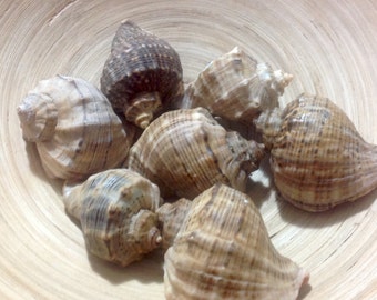 Natural sea shells | Etsy