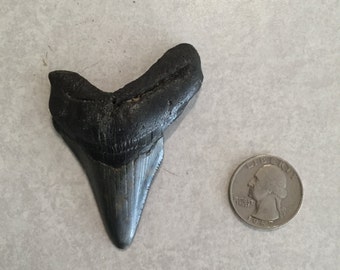 Items similar to Megalodon Shark Tooth Kit on Etsy