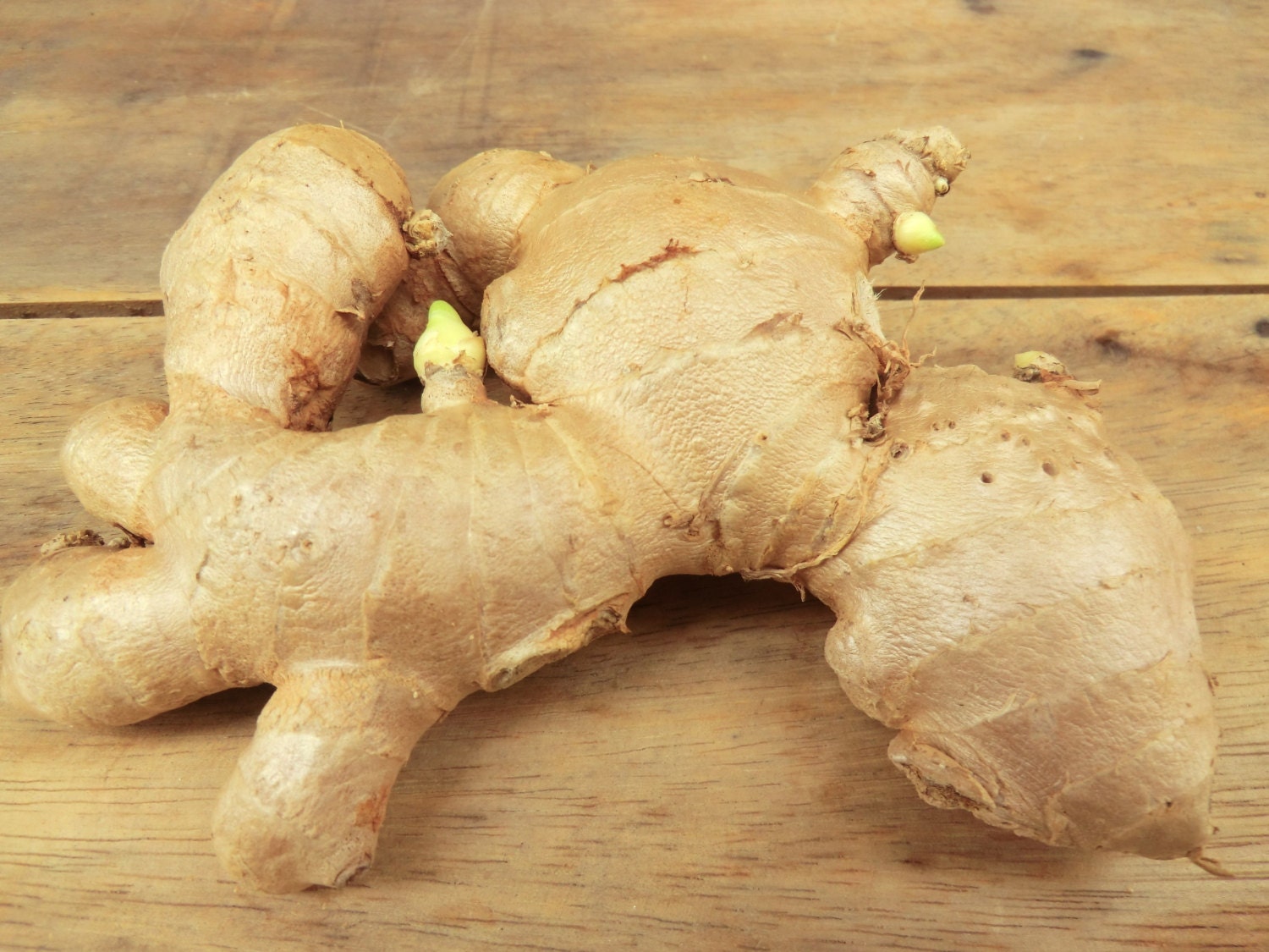 3 Rhizomes Bulb Ginger Root Plant Rhizome Special for Grow