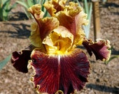 Iris and other plants from my garden by PetalsWings on Etsy