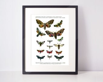 Butterfly poster | Etsy