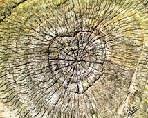 Unique tree ring art related items | Etsy