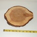 Western Red Cedar 8 9 inch Diameter Tree by EnchantedAcresDesign
