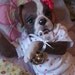 Custom made to order reborn puppy dog art doll vinyl Princess