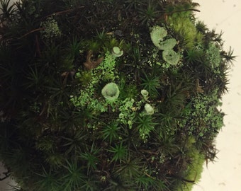 Live Spoon Moss Bryoandersonia For Vivarium Terrarium by eileenb58