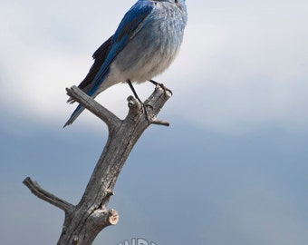 Bluebird print | Etsy