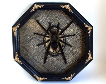 Real framed spiders and insects by TarantulaBox on Etsy