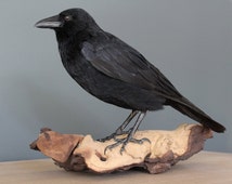 Unique stuffed crow related items | Etsy
