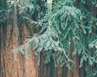 Redwood tree art | Etsy