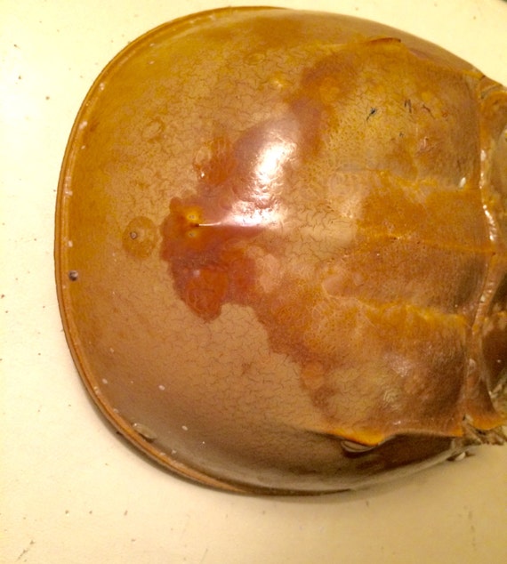 Atlantic Horseshoe Crab Shell with Tail and Legs Intact