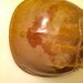 Atlantic Horseshoe Crab Shell with Tail and Legs Intact