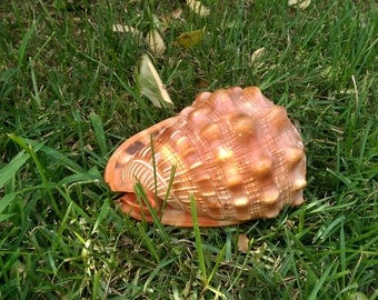 Orange seashell | Etsy