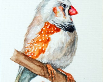 Zebra finch | Etsy