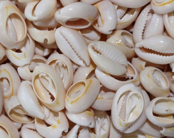 Cut seashells | Etsy