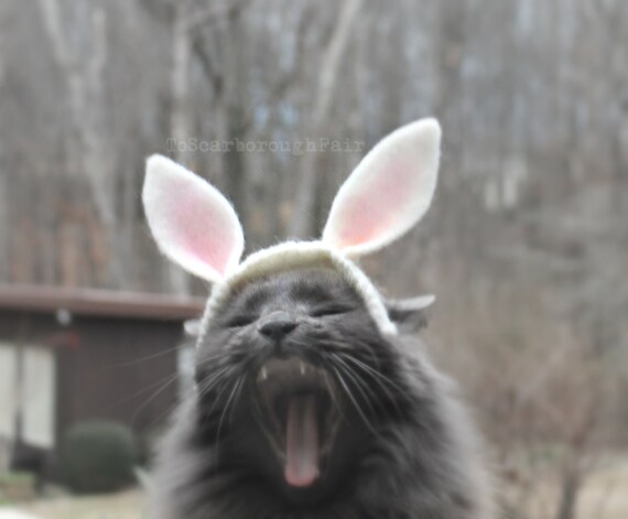 Items similar to Cat Costume - Pet Bunny Ears - Monty Python's Rabbit ...