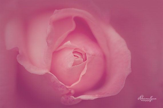 Items similar to Pink Rose on Etsy