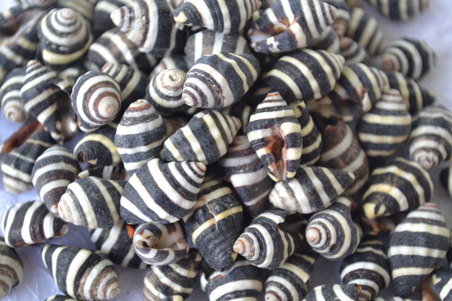 Bumble Bee Shell Bee Hive Shells Engina Mendicarea