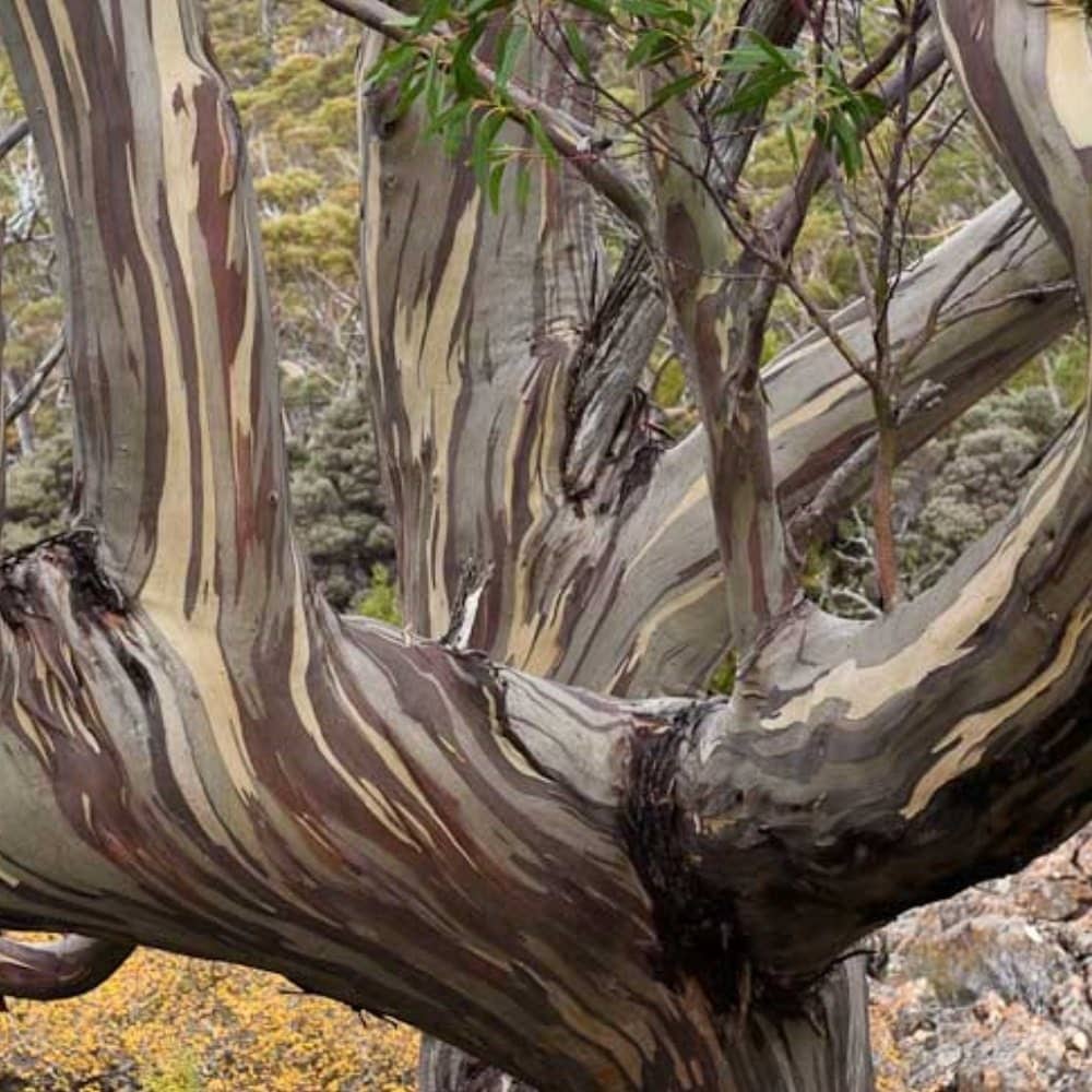 Snow Gum Eucalyptus Tree 25 Seeds Medium to large compact