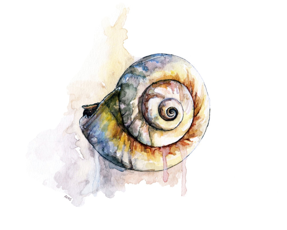 Seashell Painting 3 Print from Original Watercolor Painting