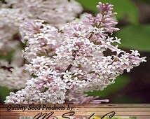 Unique japanese tree lilac related items | Etsy