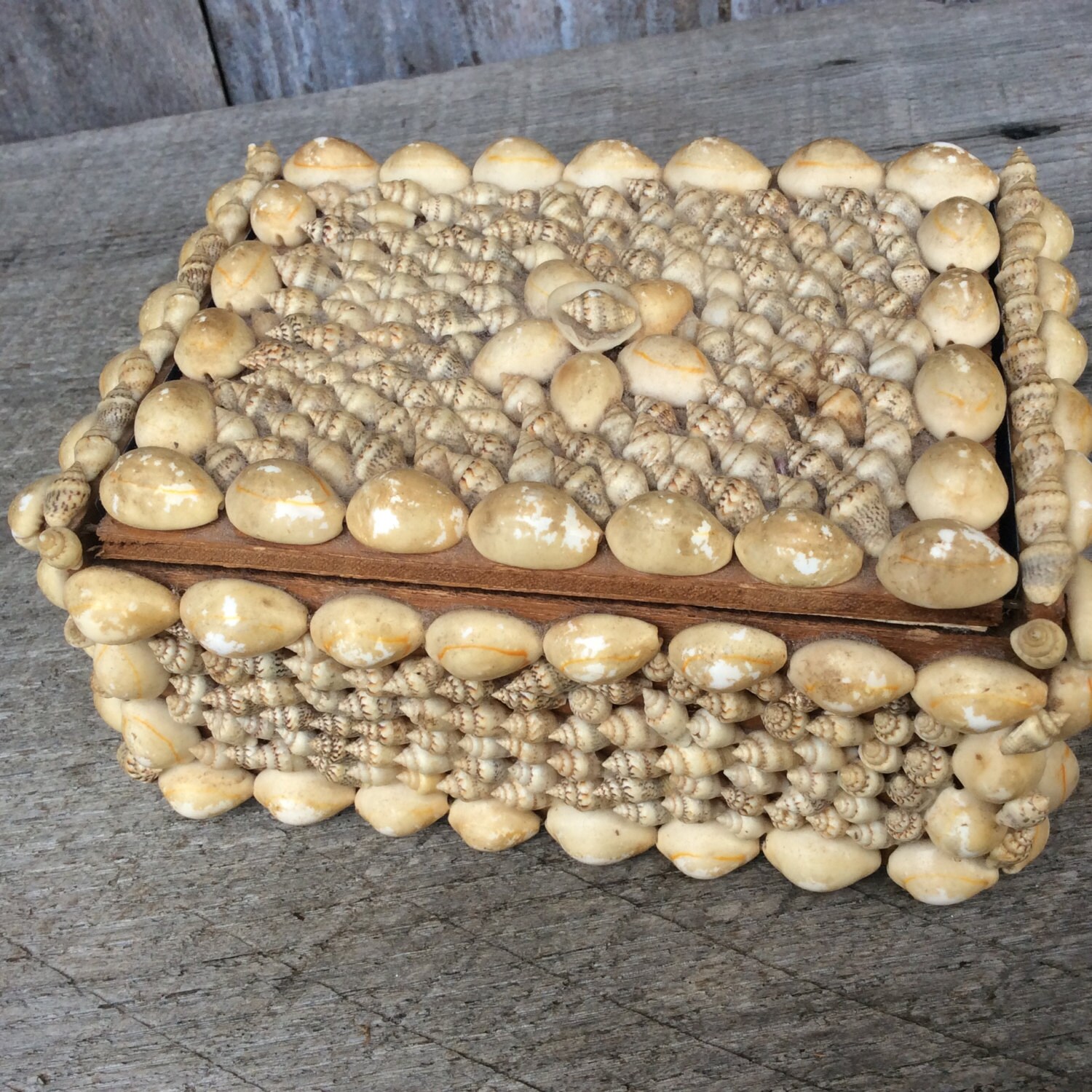 large vintage sea shell box – Haute Juice