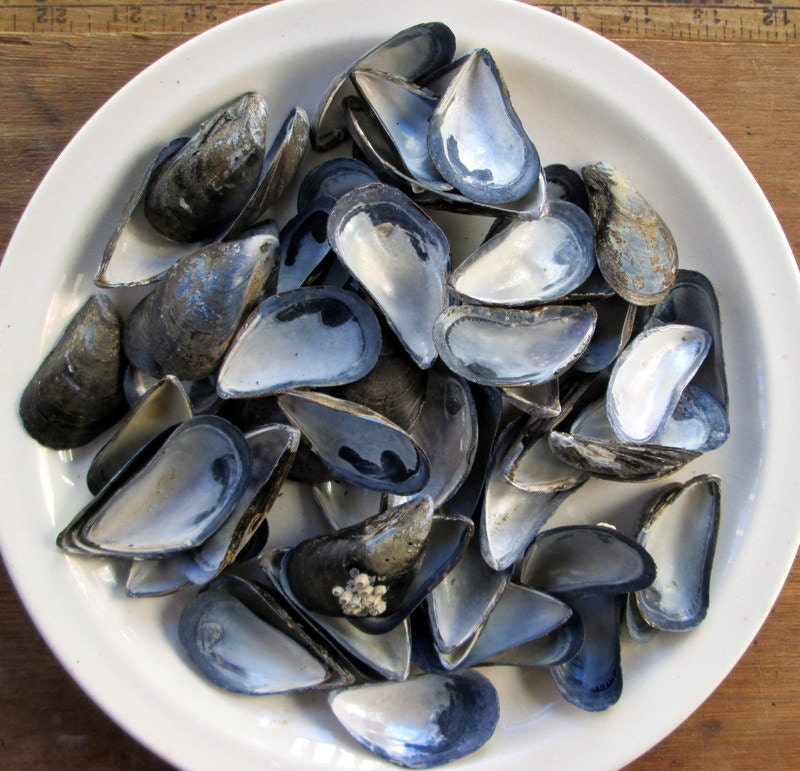 60 Blue Mussel Shells Blue Mussels Natural Sea Shells