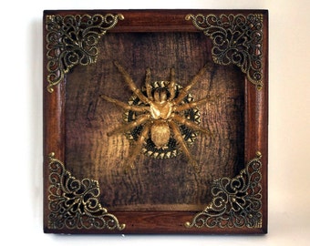 Real framed spiders and insects by TarantulaBox on Etsy