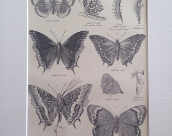 Butterfly engraving | Etsy