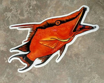 Hogfish | Etsy