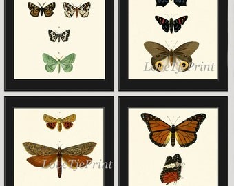 Antique 1800s Butterfly Science Chart Poster Art Print