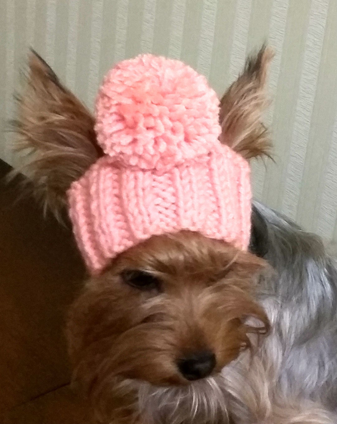 Small Dog hat Small Dog Headband Dog Overalls Covers Dog