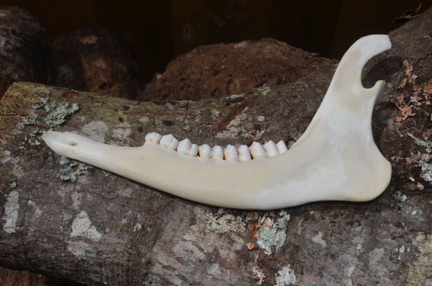 Deer jawbone single deer jaw