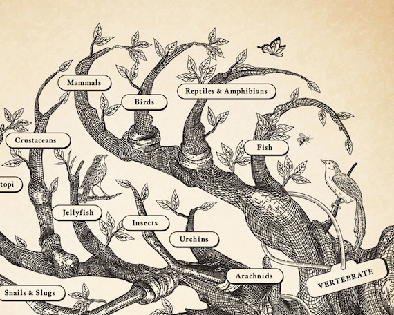 The Animal Tree Of Life Poster Biology print wall decor