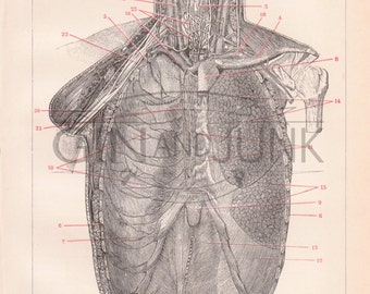 Unique chest plate related items | Etsy